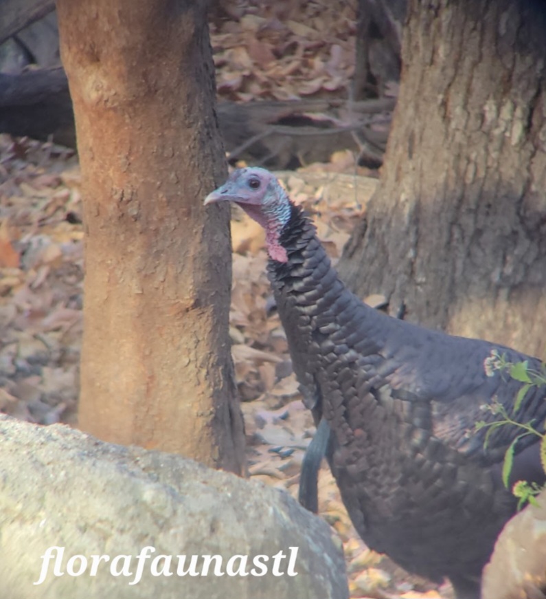 Wild Turkey – Flora Fauna STL
