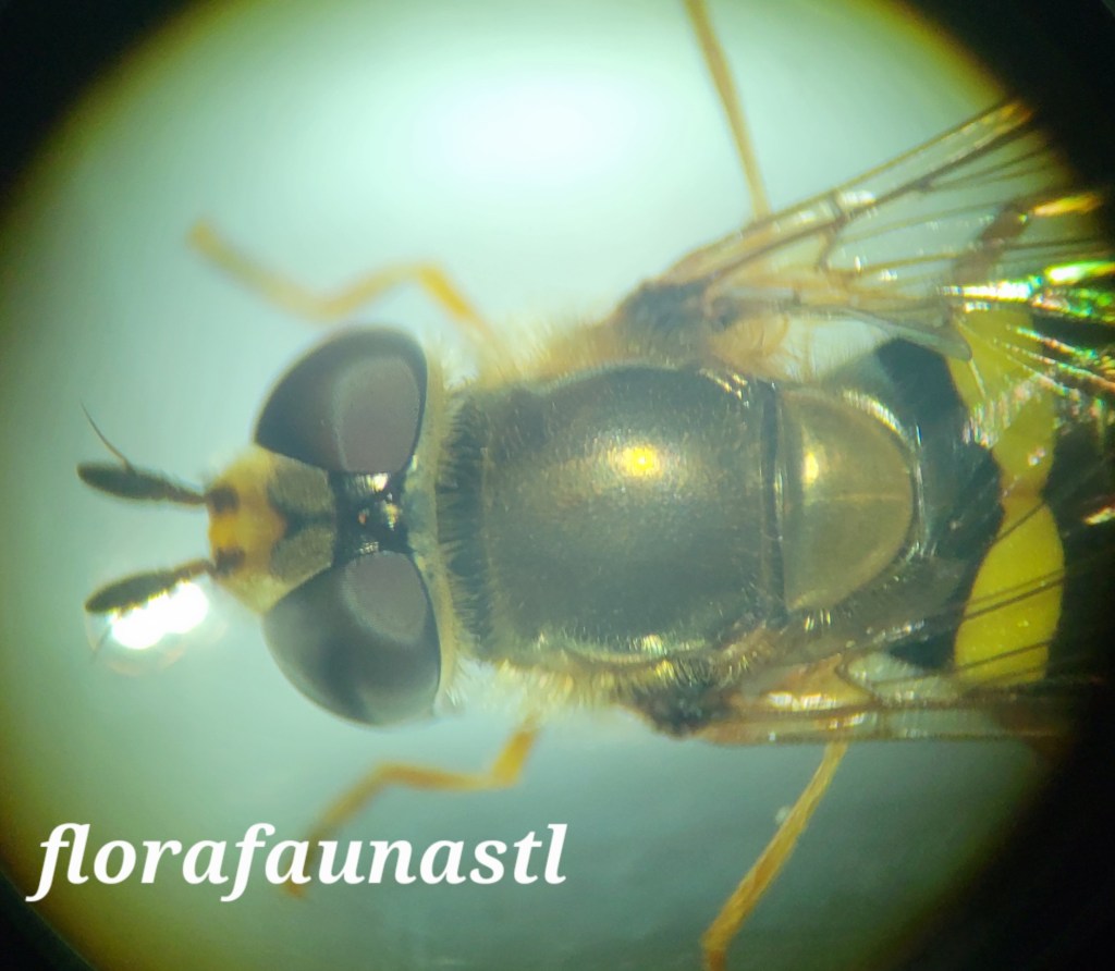 American Hoverfly – Flora Fauna STL