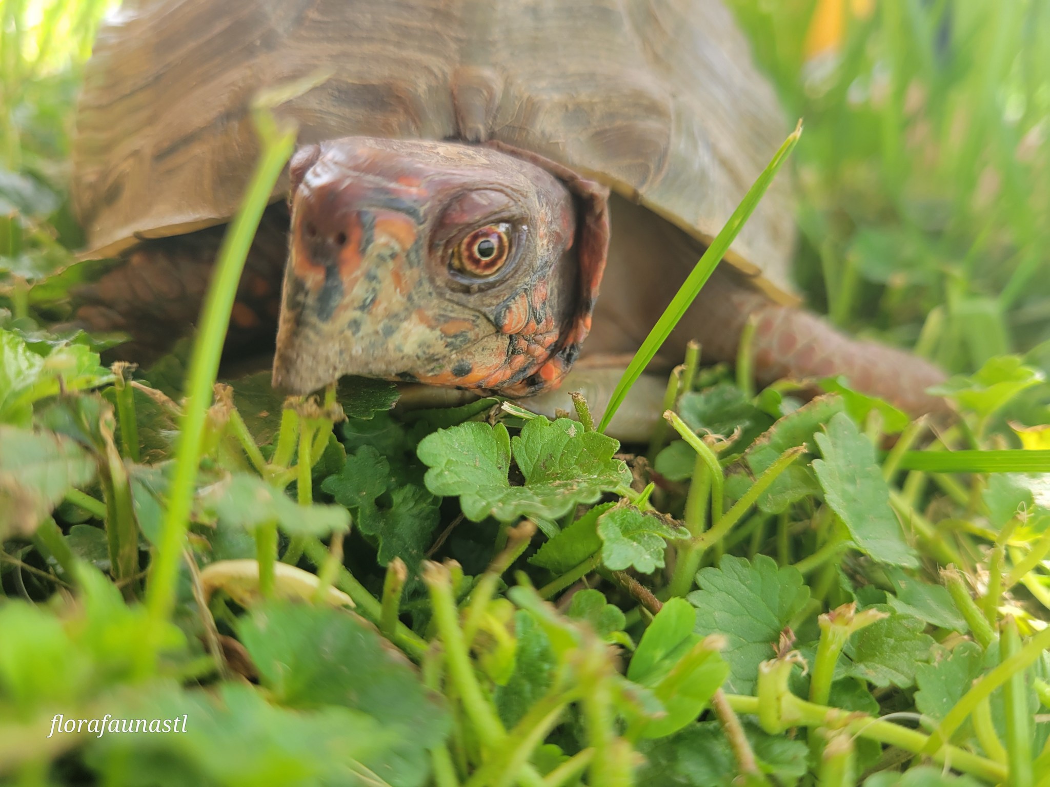 Three-Toed Box Turtle – Flora Fauna STL