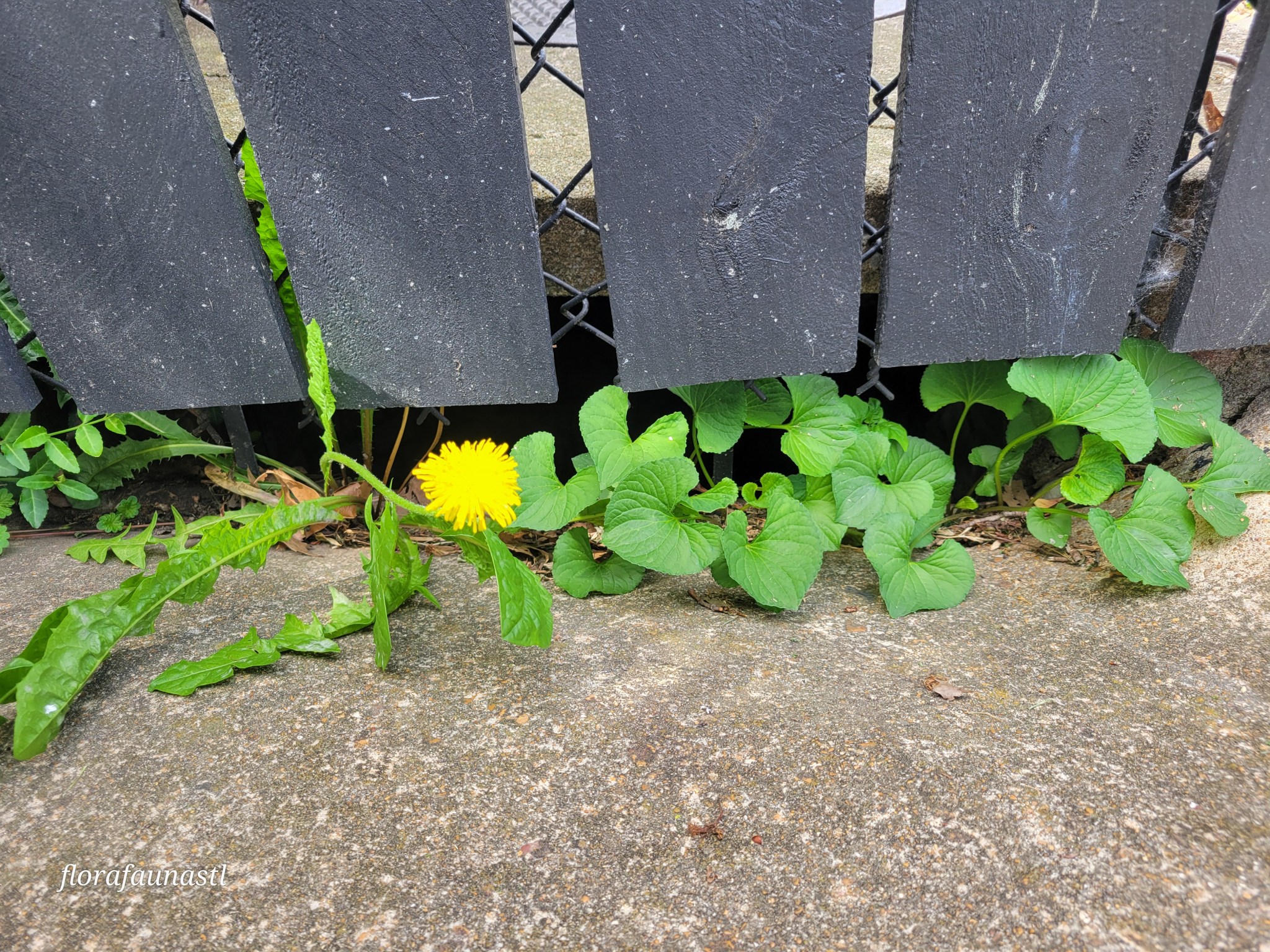 Three-Toed Box Turtle – Flora Fauna STL